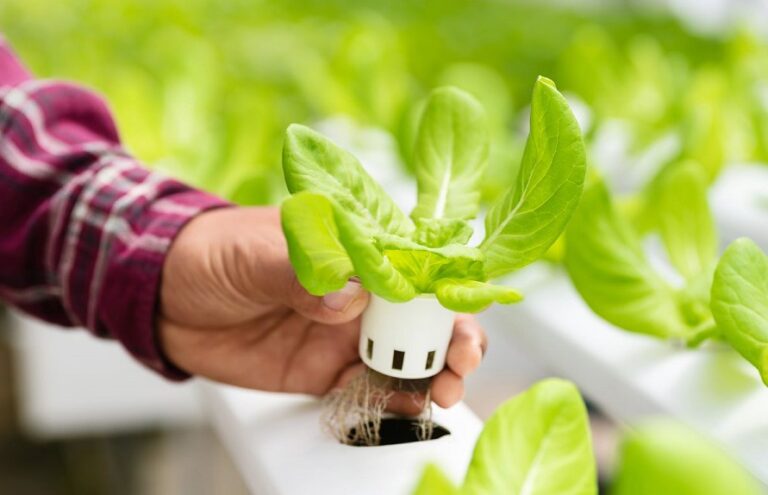 How to build a recirculating DWC system? Step-by-step guide! – General ...