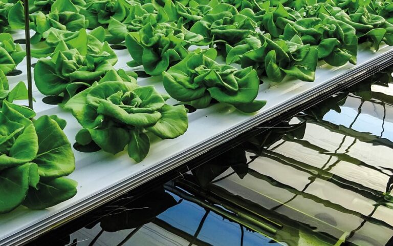 How to build a recirculating DWC system? Step-by-step guide! – General ...