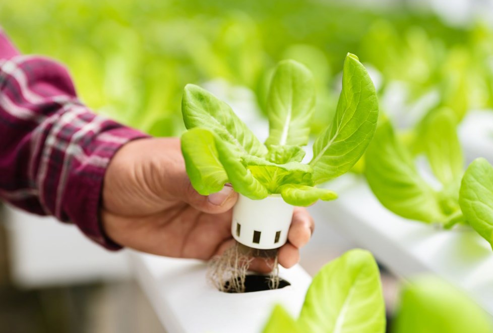 DIY Hydroponic Nutrients: The Best Answers To Questions 2023