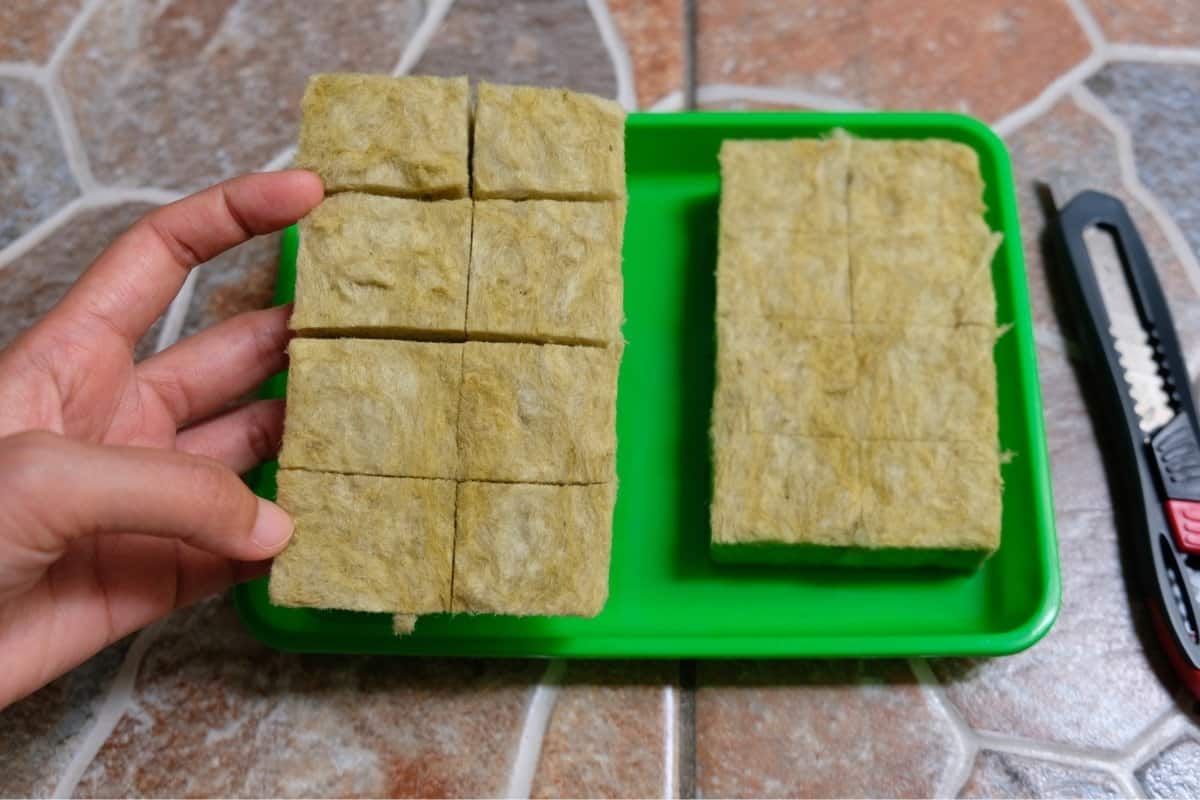 How to start seeds in rockwool: a detailed step-by-step guide – General ...