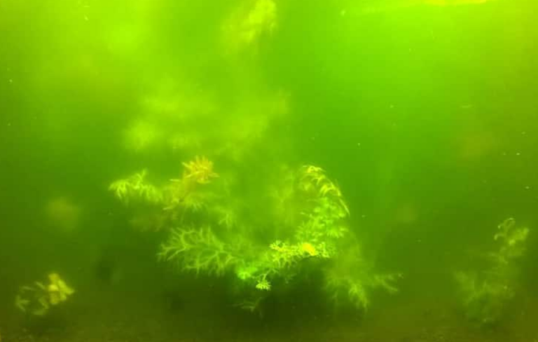 Algae in hydroponics: managing strategies – General hydroponics guide