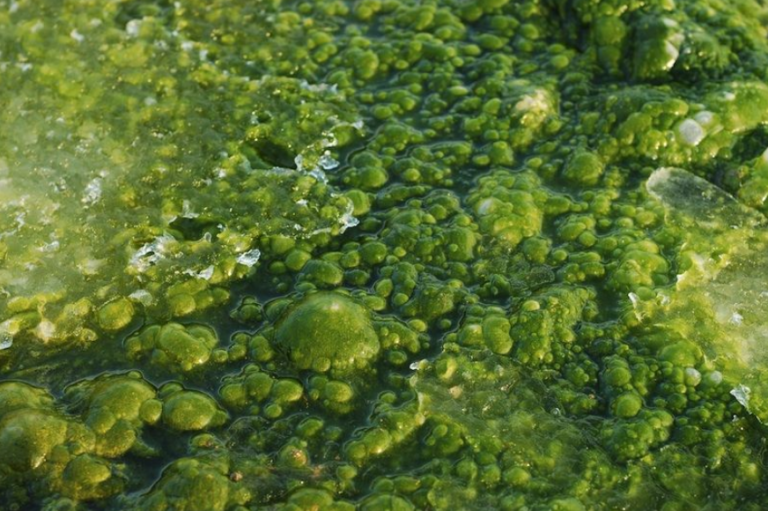 Algae in hydroponics: managing strategies – General hydroponics guide