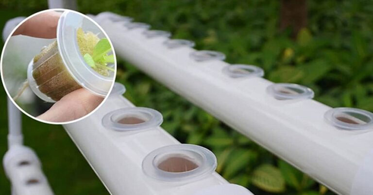 Seed germination hydroponics: a detailed guide – General hydroponics guide