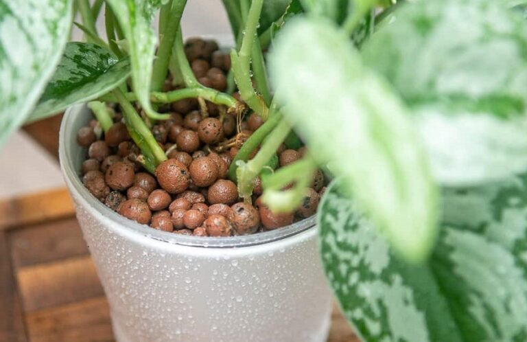 Leca VS. Soil: Best Helpful Guide & Main Pros | Cons