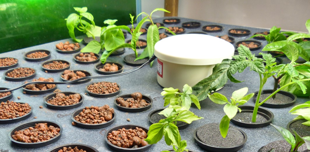 Leca VS. Soil: Best Helpful Guide & Main Pros | Cons