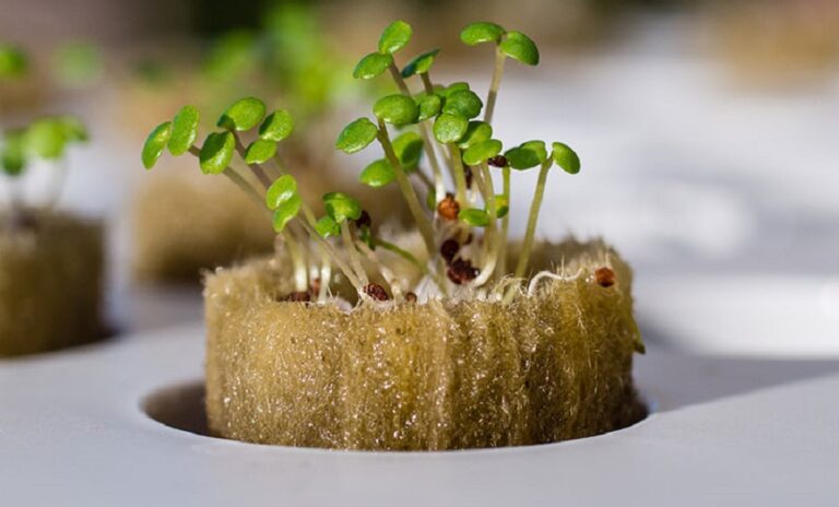 How to start seeds in rockwool: a detailed step-by-step guide – General ...