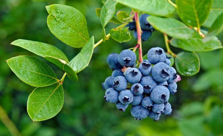 Blueberries In Hydroponics [6 Helpful Tips & Super Guide]