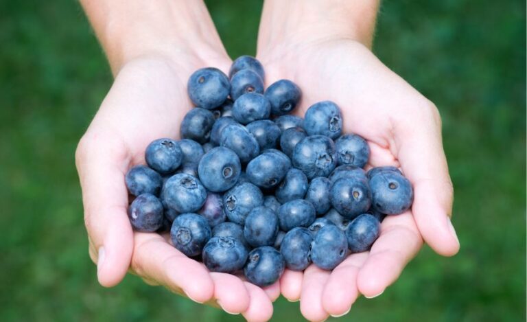 Blueberries In Hydroponics [6 Helpful Tips & Super Guide]