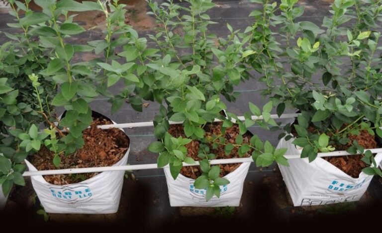Blueberries In Hydroponics [The Best Guide For Gardeners] – General ...