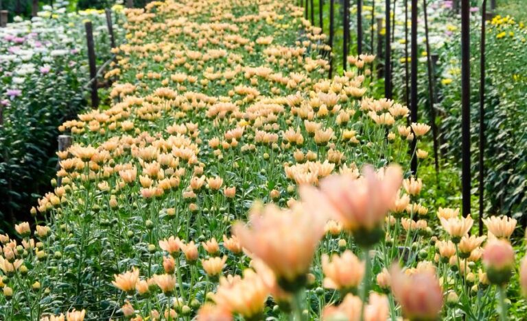 10 Best Hydroponic Flowers [Super Guide & Recommendations]