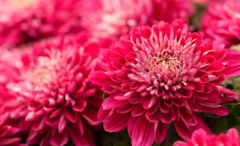 10 Best Hydroponic Flowers [Super Guide & Recommendations]