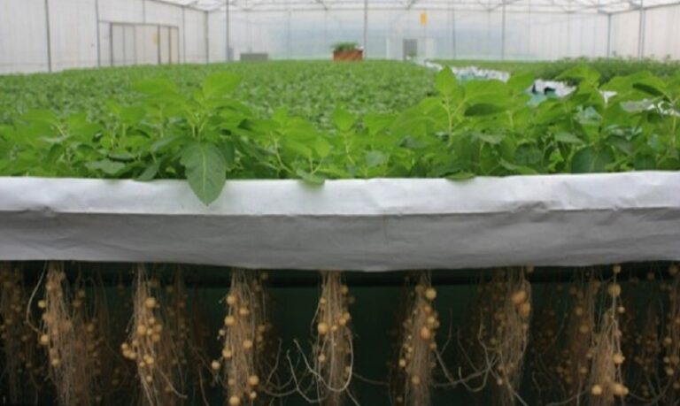 Can you grow potatoes hydroponically? An exploration of the benefits ...