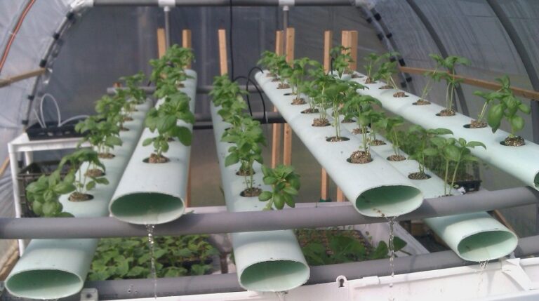 Can you grow potatoes hydroponically? An exploration of the benefits ...