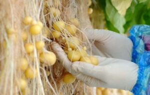 Can you grow potatoes hydroponically? An exploration of the benefits ...