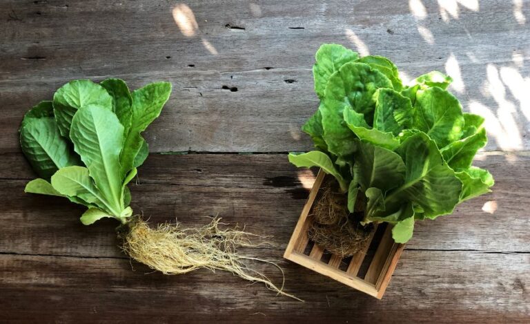 Wick System Hydroponics: Best Guide & Top Advantages