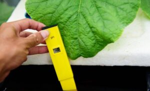 Wick System Hydroponics: Best Guide & Top Advantages