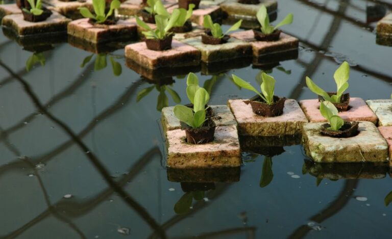 Wick System Hydroponics: Best Guide & Top Advantages
