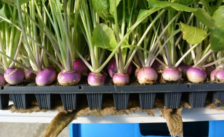 What Can You Grow With The Kratky Method [top 5 Steps]