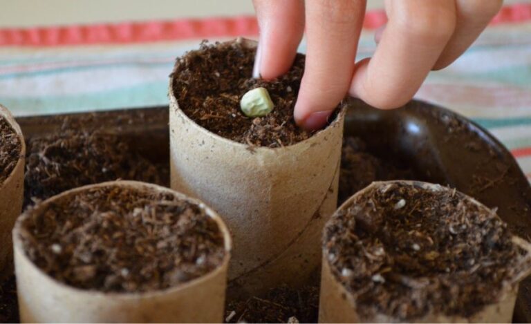 What Can You Grow With The Kratky Method [top 5 Steps]