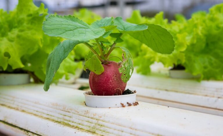 From Seed To Harvest: What Can You Grow With The Kratky Method ...