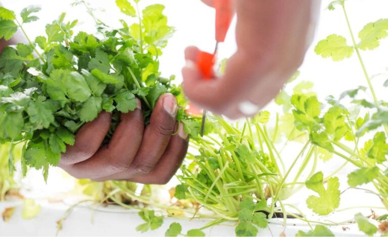 How To Cut Cilantro Without Killing The Plant [6 Tips For Harvesting ...