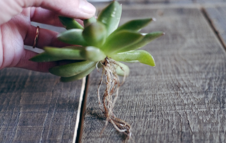 Cactus - Aeroponics Vs Hydroponics [Complete Guide]